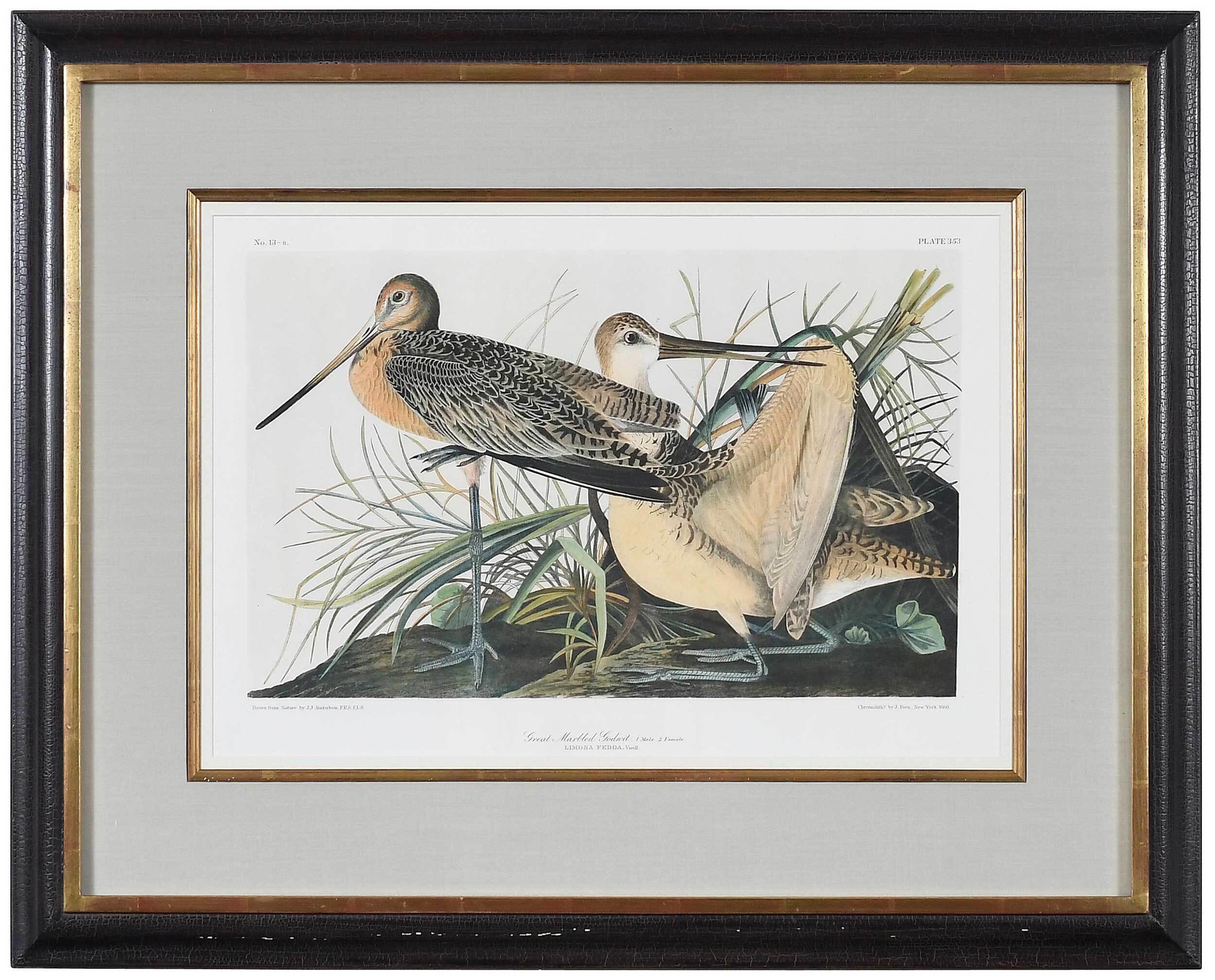 John James Audubon | Great Marbled Godwit (1860) | MutualArt