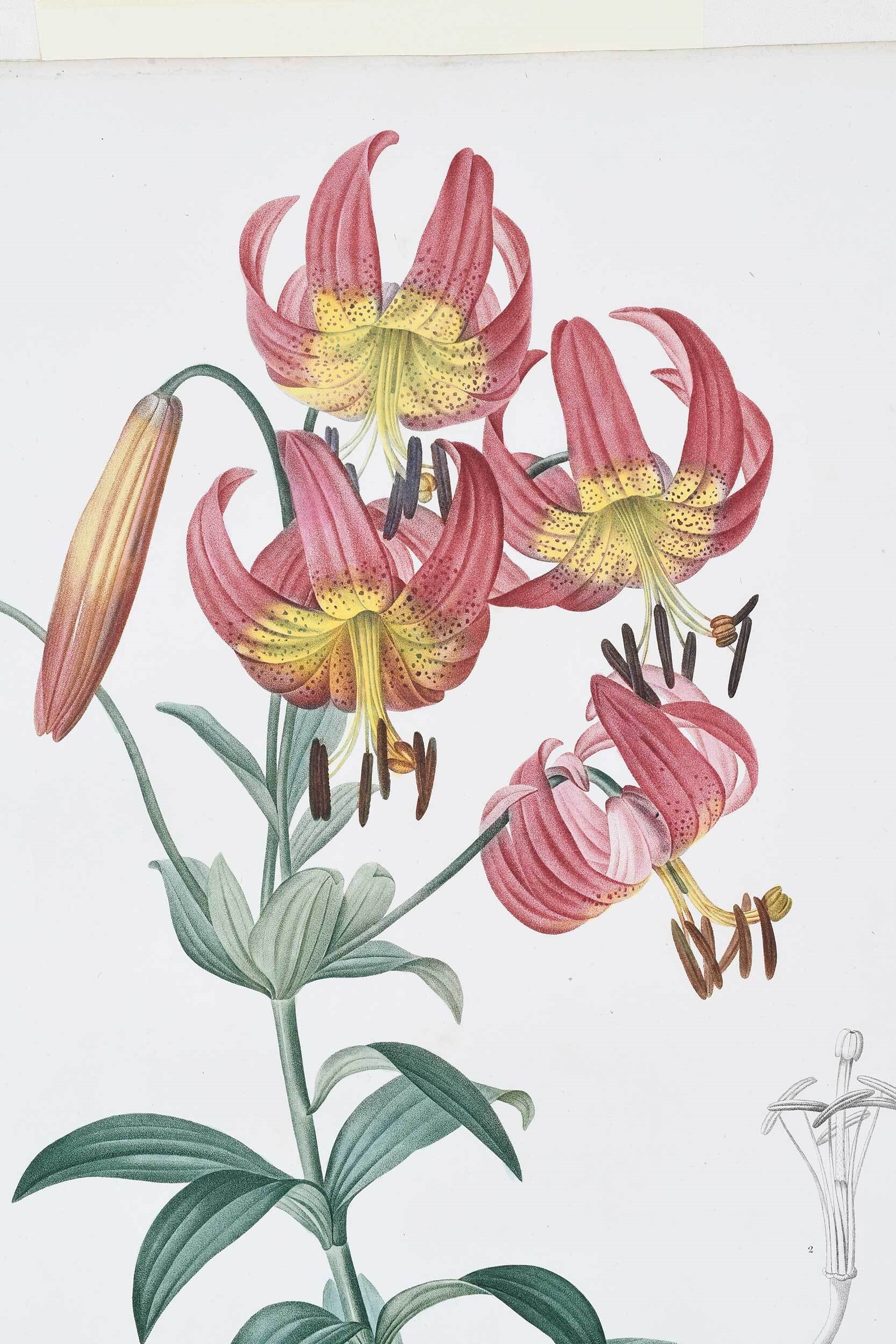 Pierre-Joseph Redouté | Lilium Superbum | MutualArt