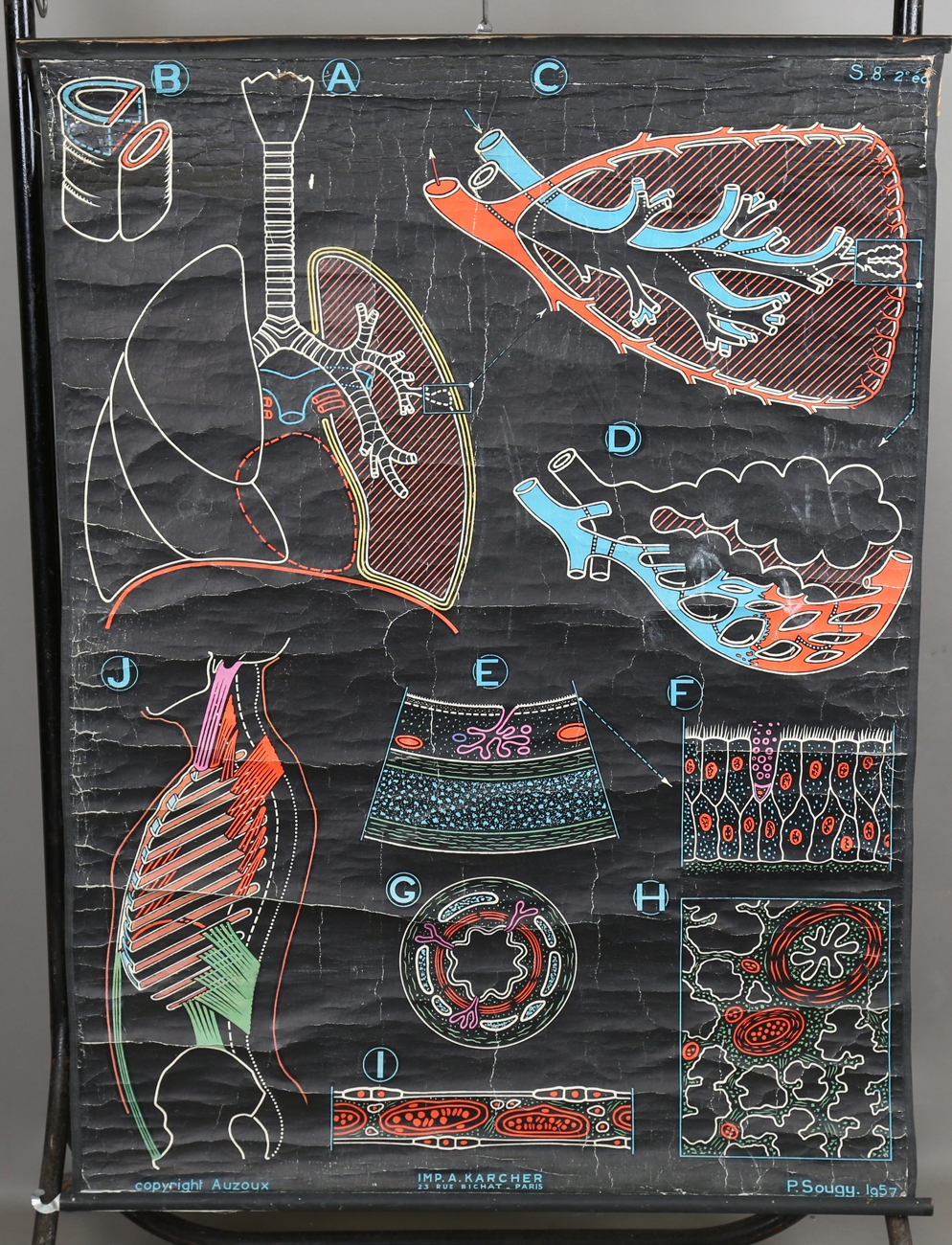 P. Songy | 20th century French biological poster by P. Songy (Mid 20th ...