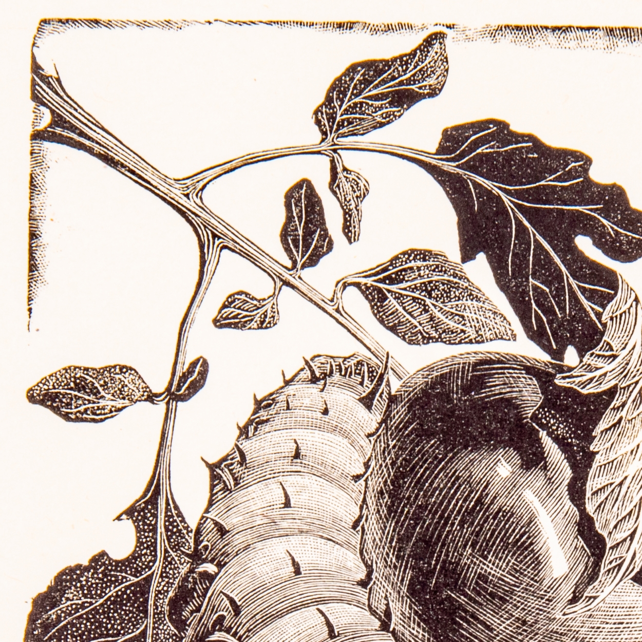 Grace Arnold Albee | Tomato and Worm | MutualArt