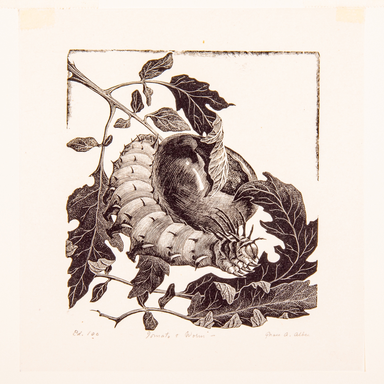 Grace Arnold Albee | Tomato and Worm | MutualArt