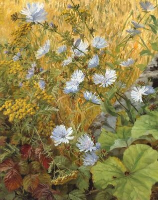 Emma Løffler | Chicory and common tansy in the edge of a cornfield ...