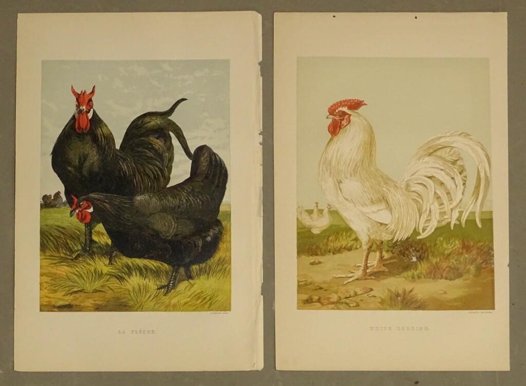Harrison William Weir | Prize British poultry specimens, chickens and ...
