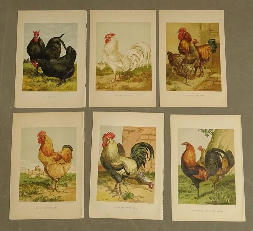 Harrison William Weir | Prize British poultry specimens, chickens and ...