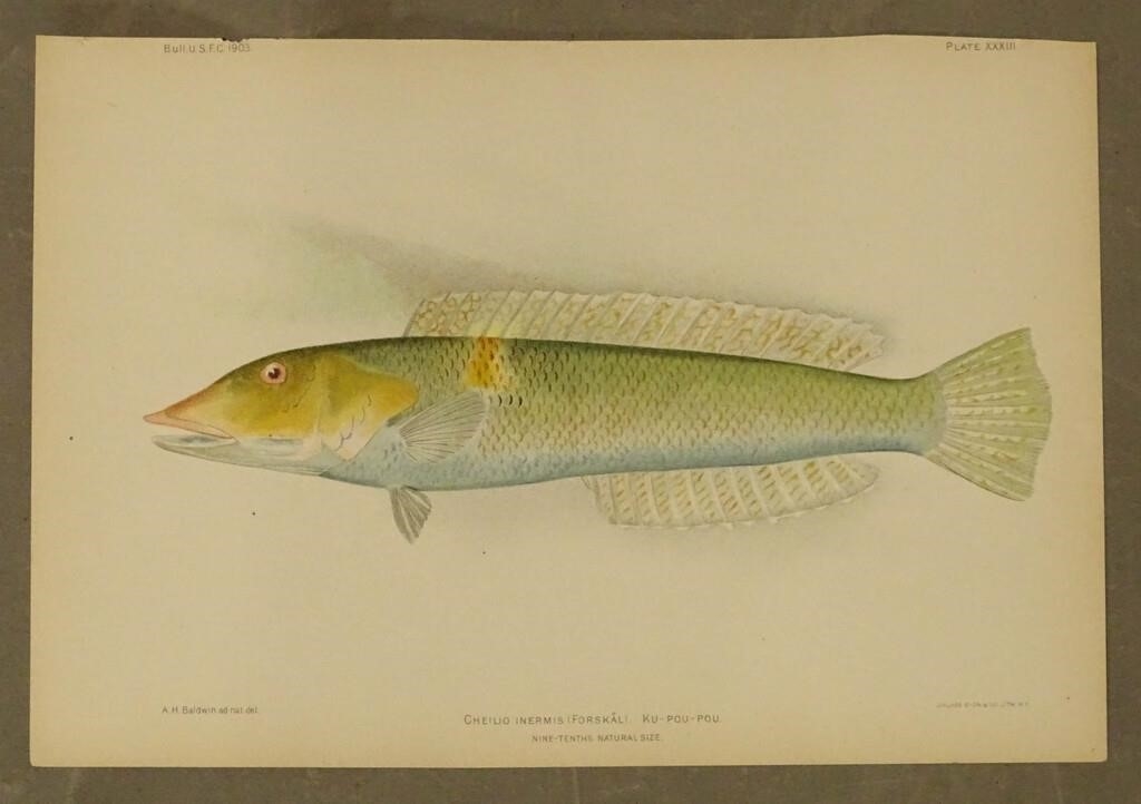 Julius Bien | Tropical fish of the Hawaiian Islands | MutualArt