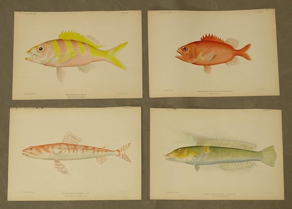 Julius Bien | Tropical fish of the Hawaiian Islands | MutualArt