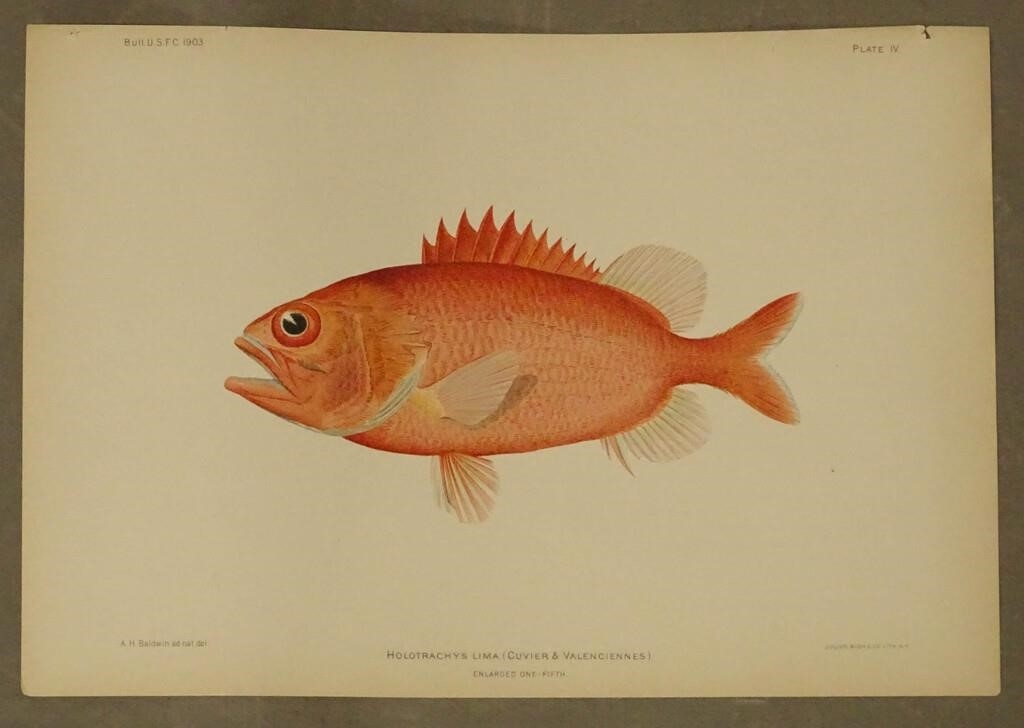 Julius Bien | Tropical fish of the Hawaiian Islands | MutualArt