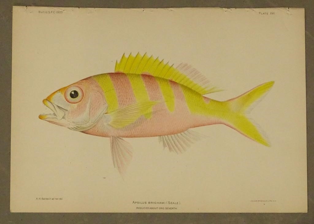 Julius Bien | Tropical fish of the Hawaiian Islands | MutualArt