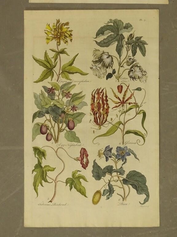 John Hill | Set of 4 botanical garden flower horticulture | MutualArt