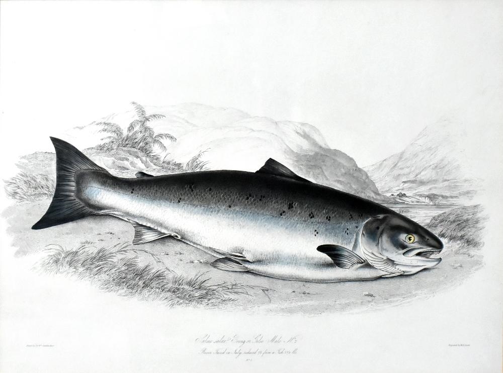Sir William Jardine | fish | MutualArt