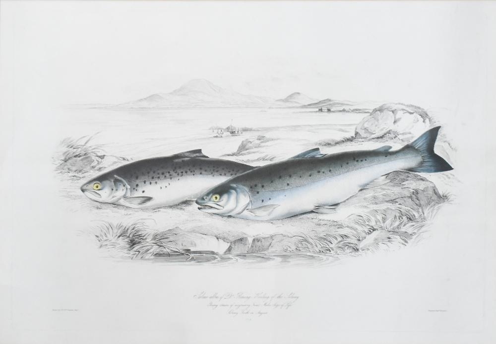 Sir William Jardine | fish | MutualArt
