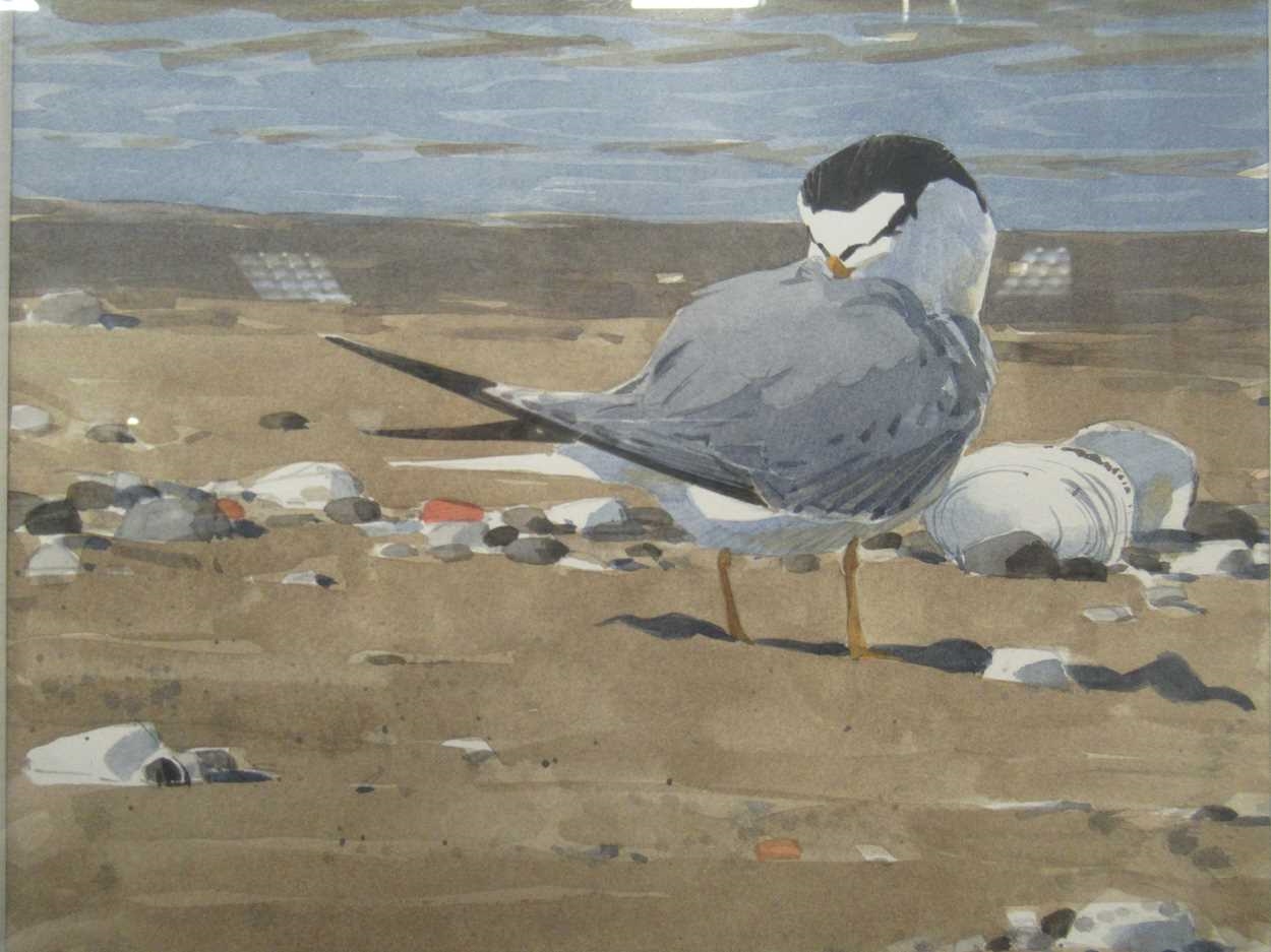 Barry W. Van Dusen | Least Tern | MutualArt
