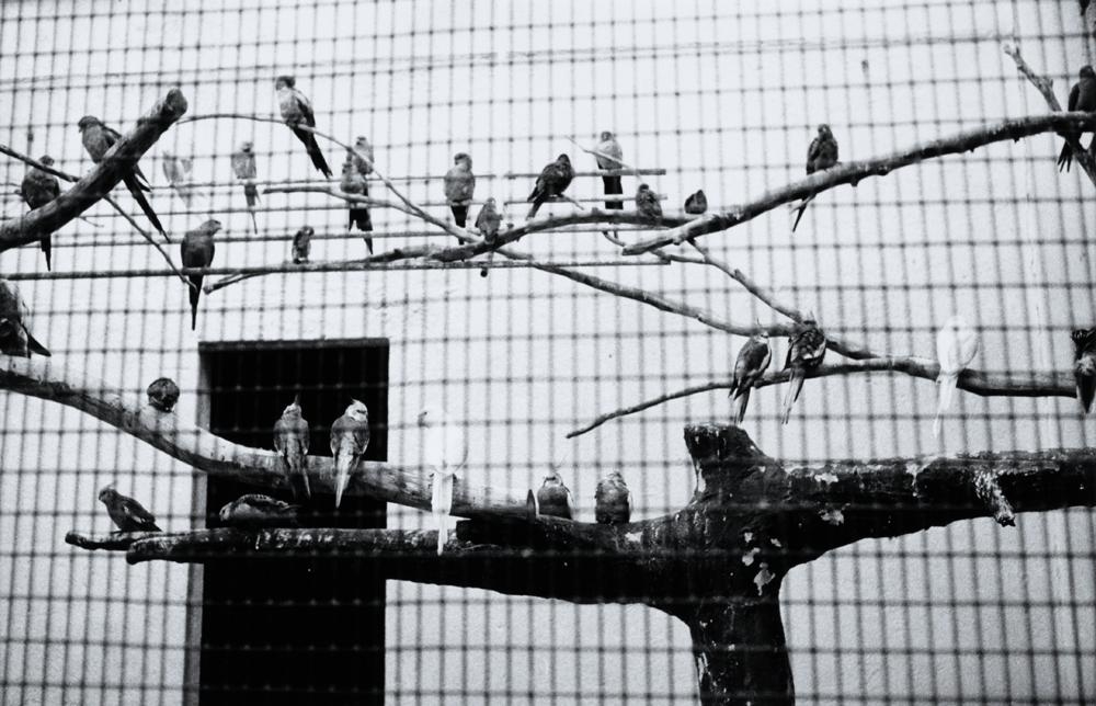 Peter Peryer | Zoo Music (1983) | MutualArt