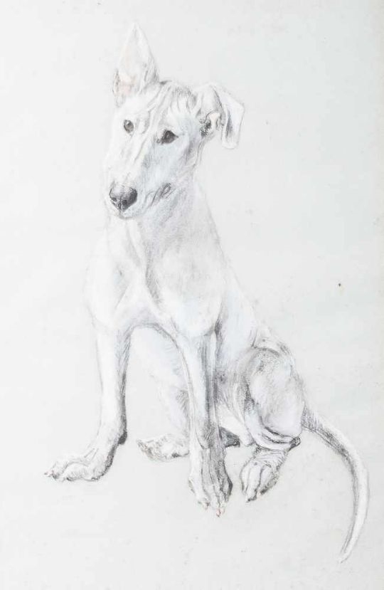 M. Wilson Doar | Bullterrier Puppy | MutualArt