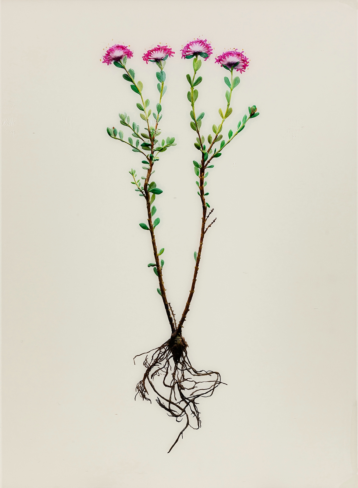 Koo Sung Soo | Photogenic Drawing - Stellera Chamaejasme (2011) | MutualArt