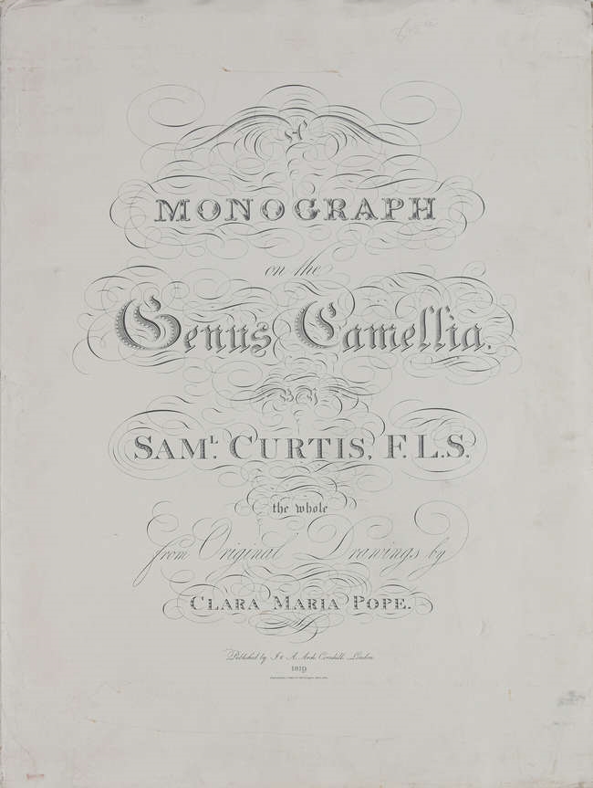 Clara Maria Pope | Monograph on the Genus Camellia (1819) | MutualArt