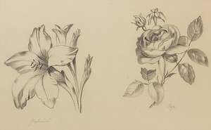 Maria Windisch | Blumenzeichnungen / Flower drawings (1901) | MutualArt