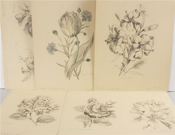 Maria Windisch | Blumenzeichnungen / Flower drawings (1901) | MutualArt