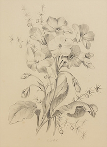 Maria Windisch | Blumenzeichnungen / Flower drawings (1901) | MutualArt