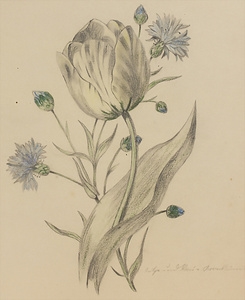 Maria Windisch | Blumenzeichnungen / Flower drawings (1901) | MutualArt