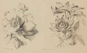 Maria Windisch | Blumenzeichnungen / Flower drawings (1901) | MutualArt