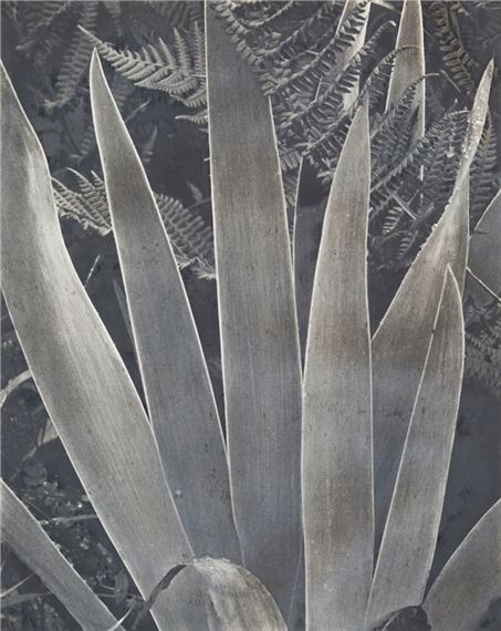 Paul Strand | Iris | MutualArt