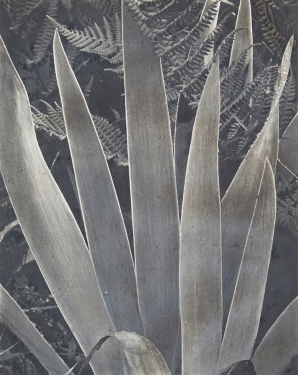 Paul Strand | Iris | MutualArt
