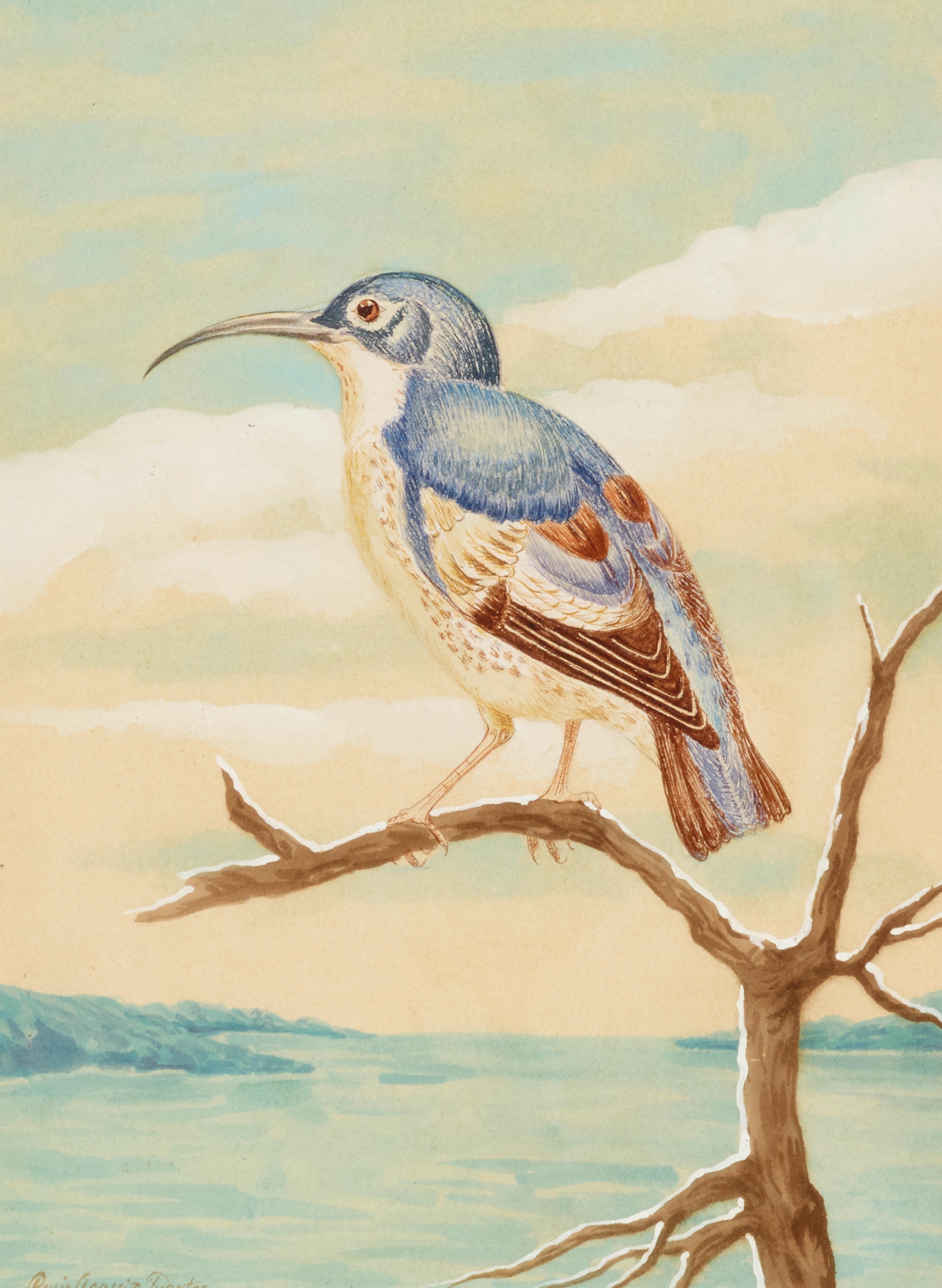 Louis Agassiz Fuertes | A Blue Headed Thrasher | MutualArt