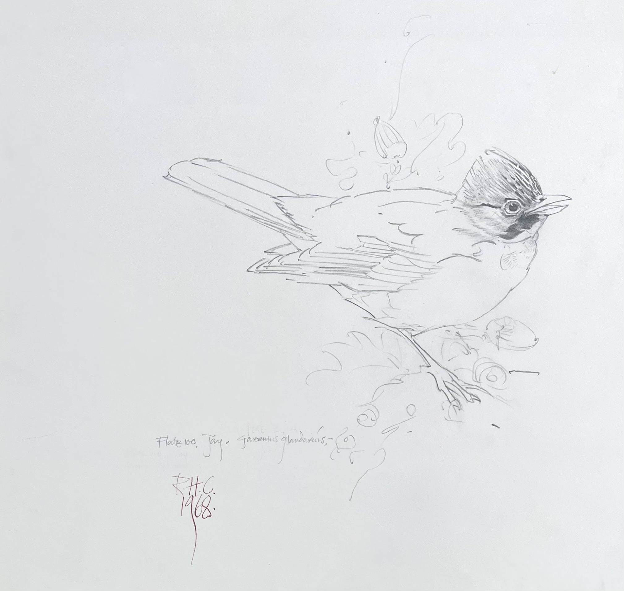 Raymond Harris Ching | Study of a Ring Ouzel (1968) | MutualArt