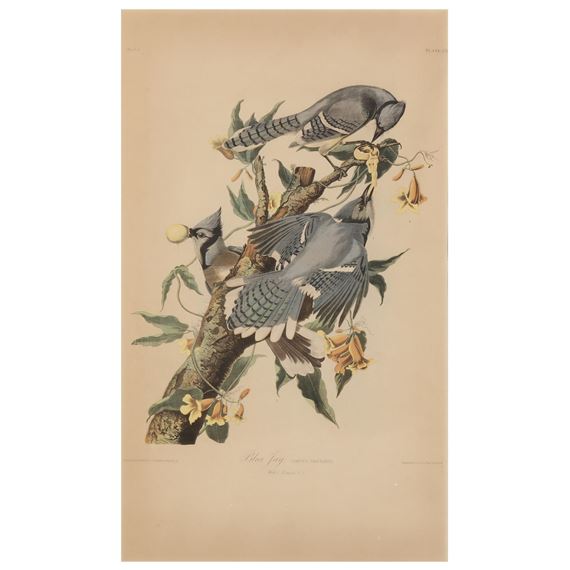 John James Audubon | Blue Jay, Bien Edition | MutualArt