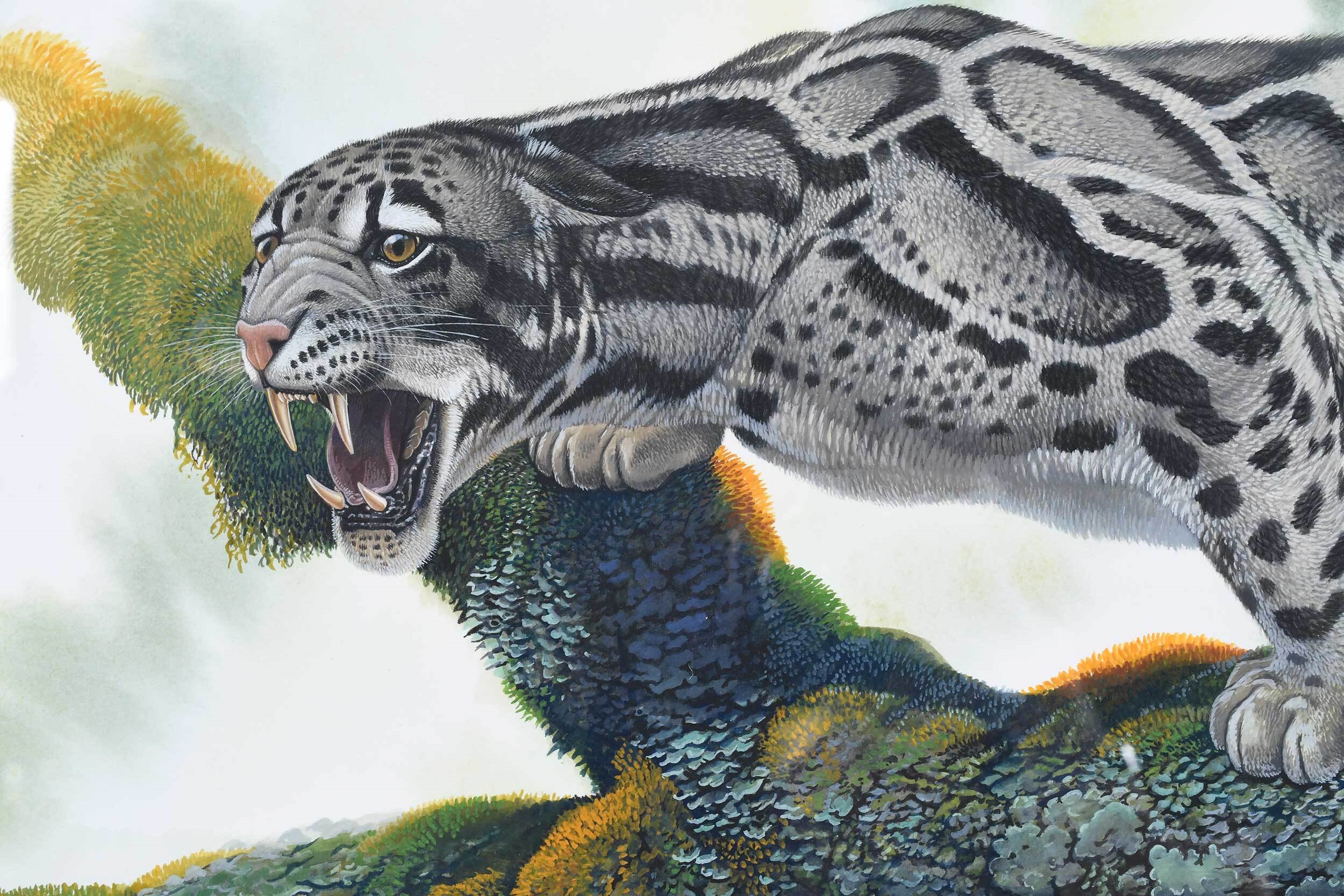 Peter Schouten | Clouded Leopard Neofelis nebulosa (2001) | MutualArt