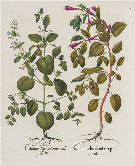 Basilius Besler | Zypresse | MutualArt