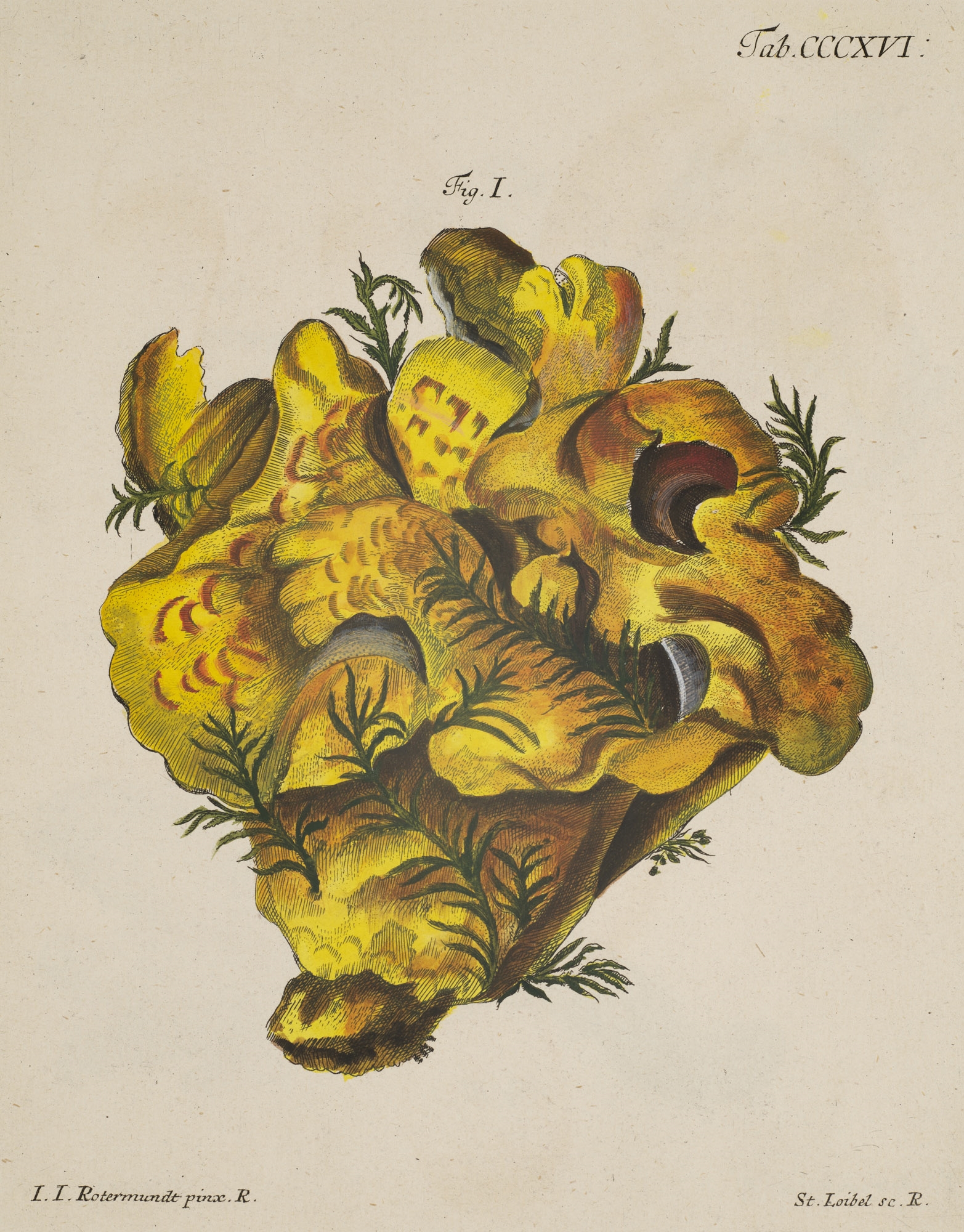Jacob Christian Schaeffer | Fungorum qui in Bavaria et Palatinatu circa ...