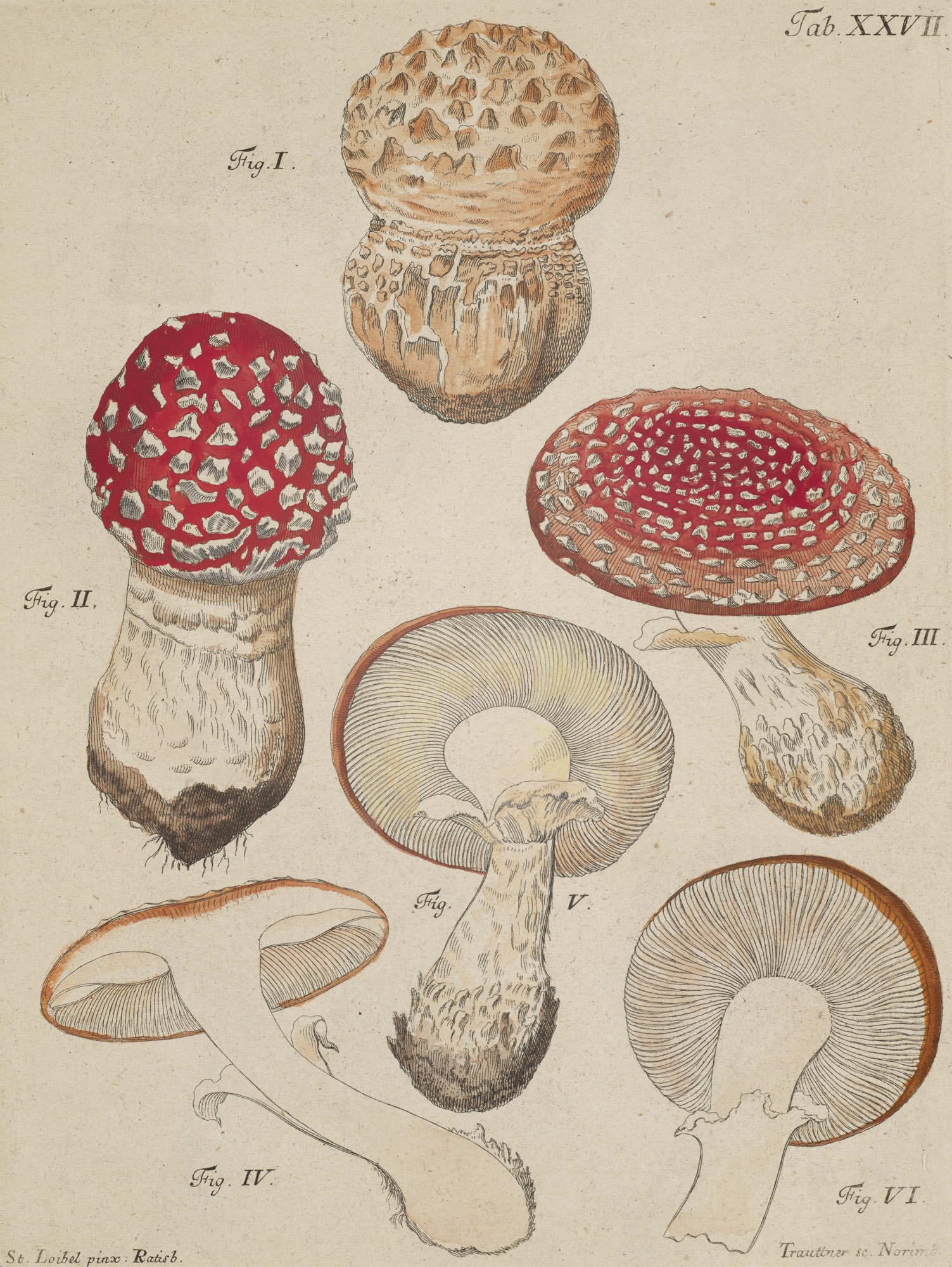 Jacob Christian Schaeffer | Fungorum qui in Bavaria et Palatinatu circa ...