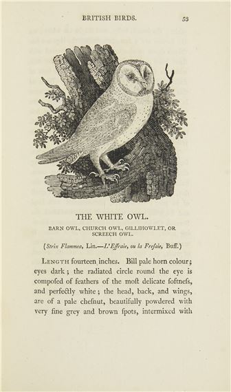 Thomas Bewick | A history of british birds (1805) | MutualArt