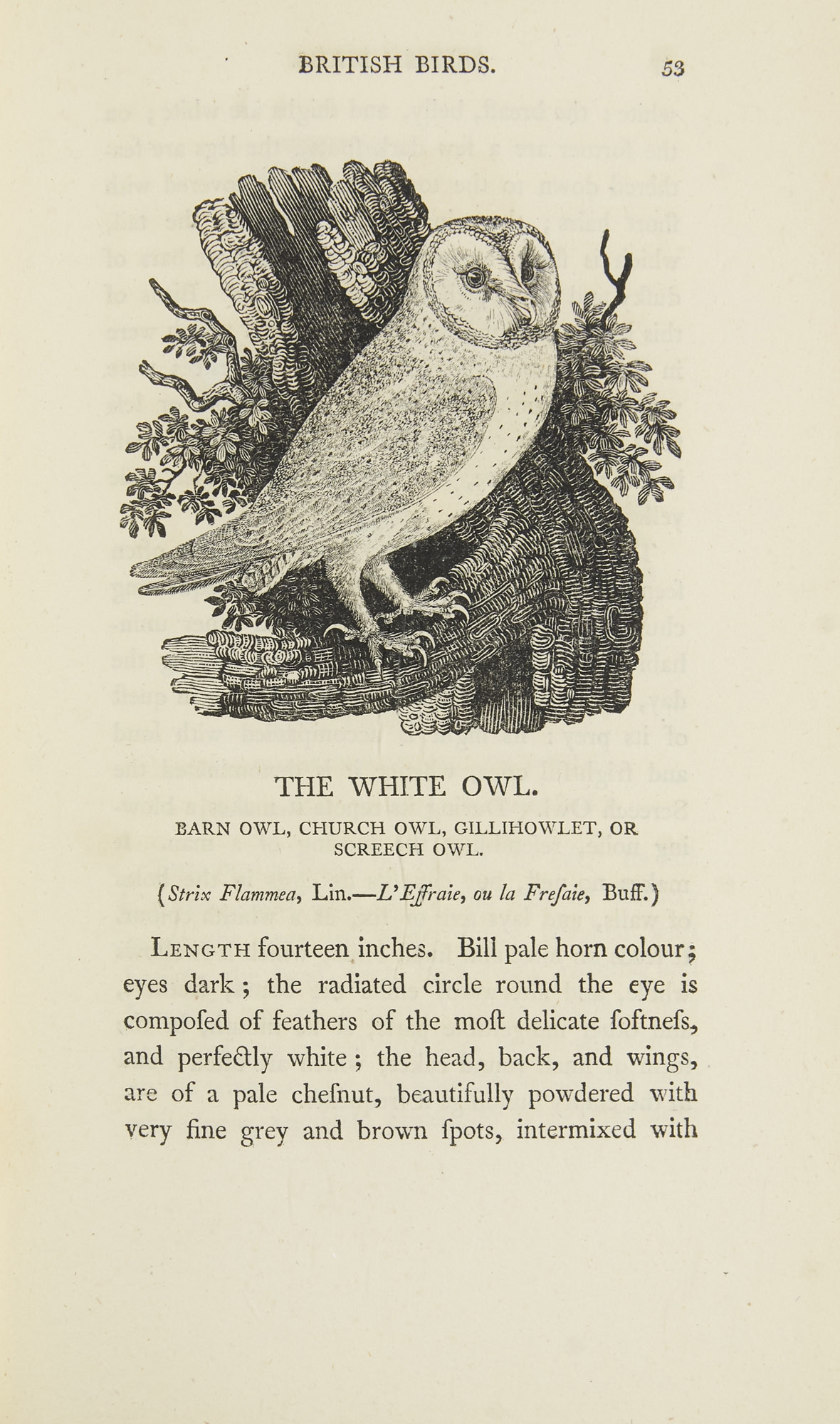 Thomas Bewick | A history of british birds (1805) | MutualArt