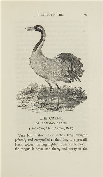 Thomas Bewick | A history of british birds (1805) | MutualArt