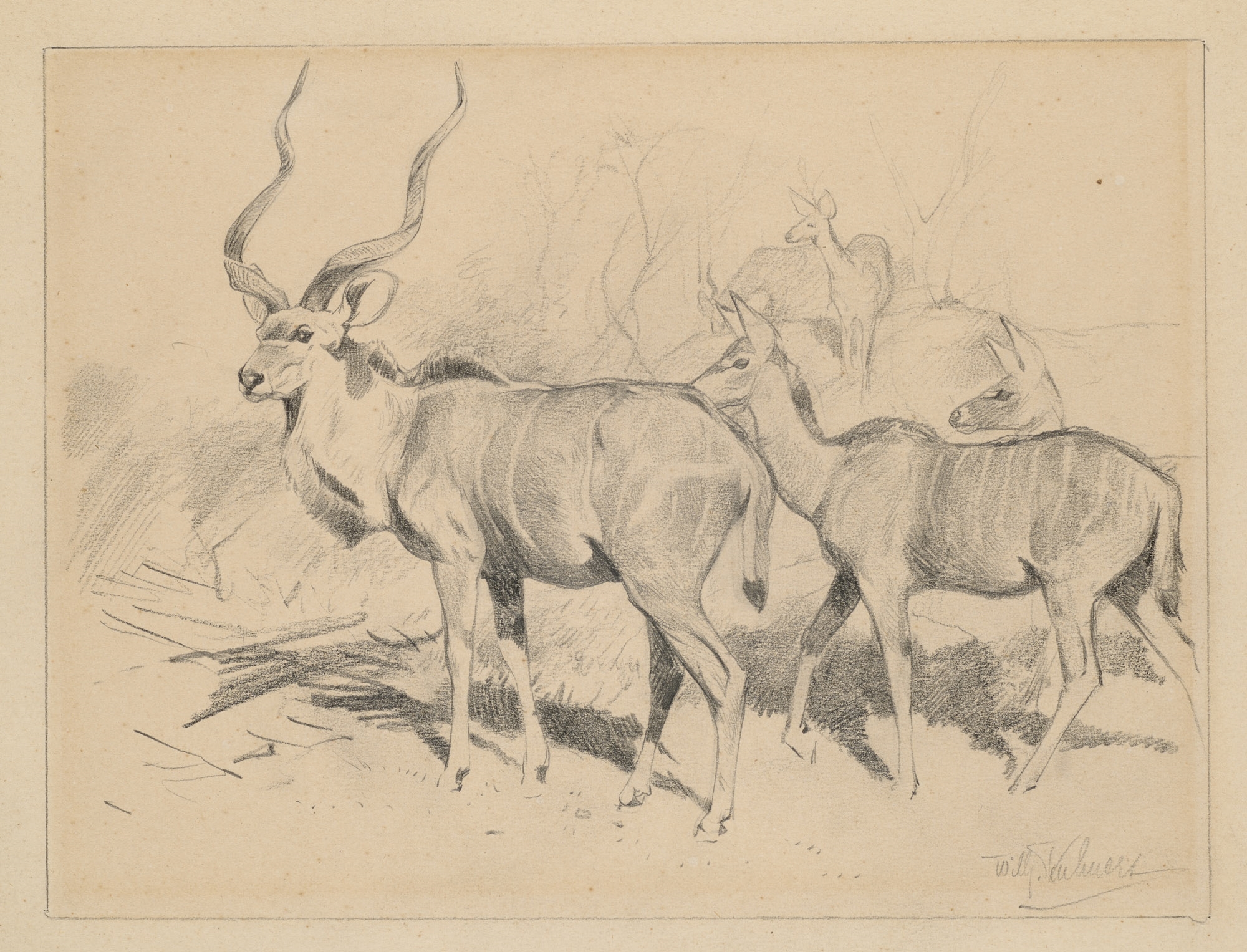 Wilhelm Kuhnert | Kudu Antilopen | MutualArt