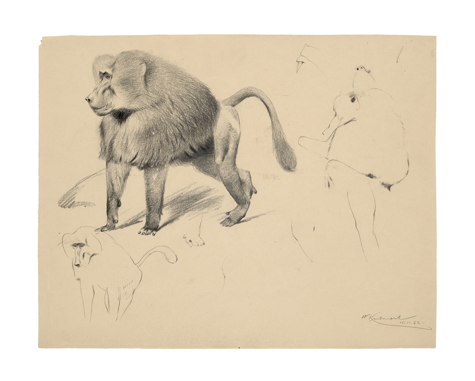 Wilhelm Kuhnert | Pavian (1891) | MutualArt