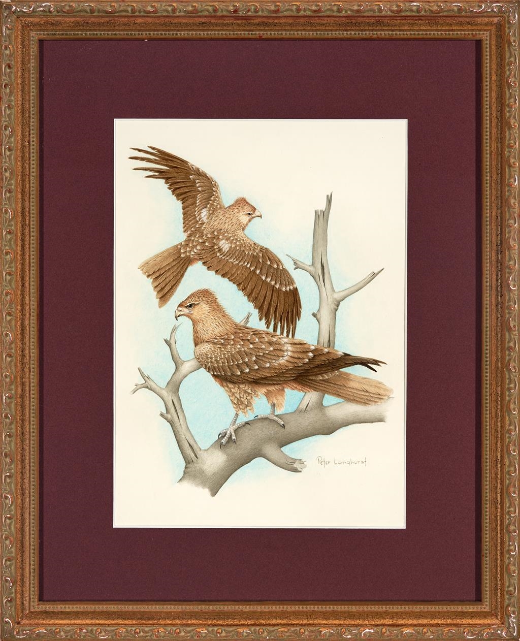 Peter Longhurst | Whistling Kites | MutualArt