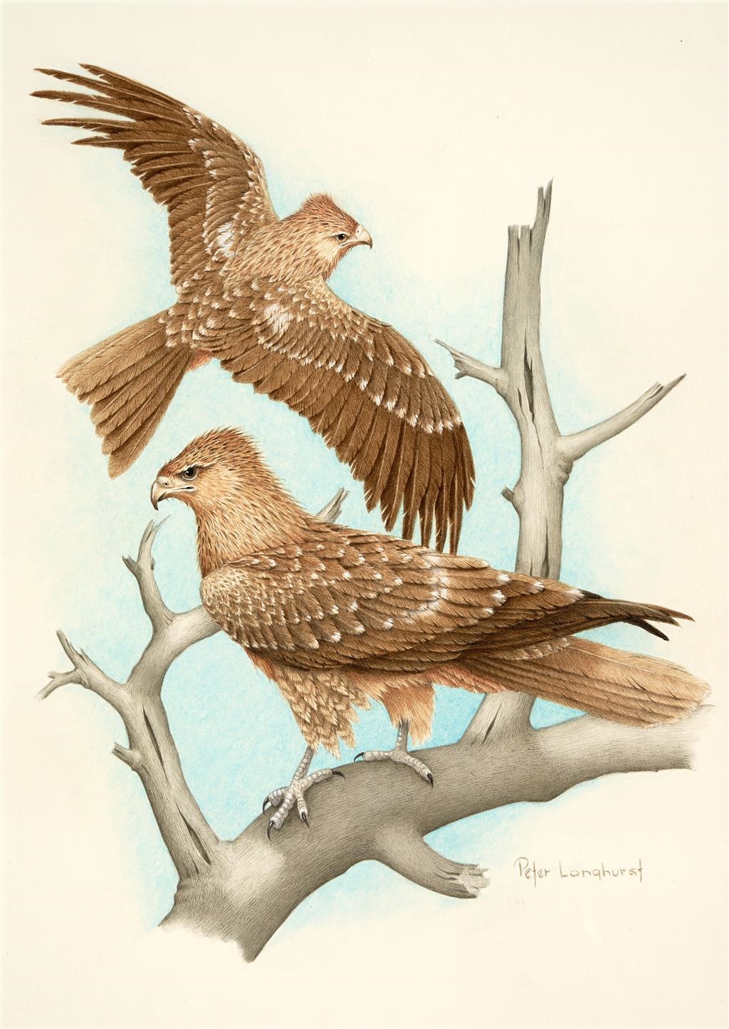 Peter Longhurst | Whistling Kites | MutualArt