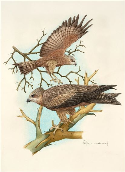 Peter Longhurst | Black Kites | MutualArt