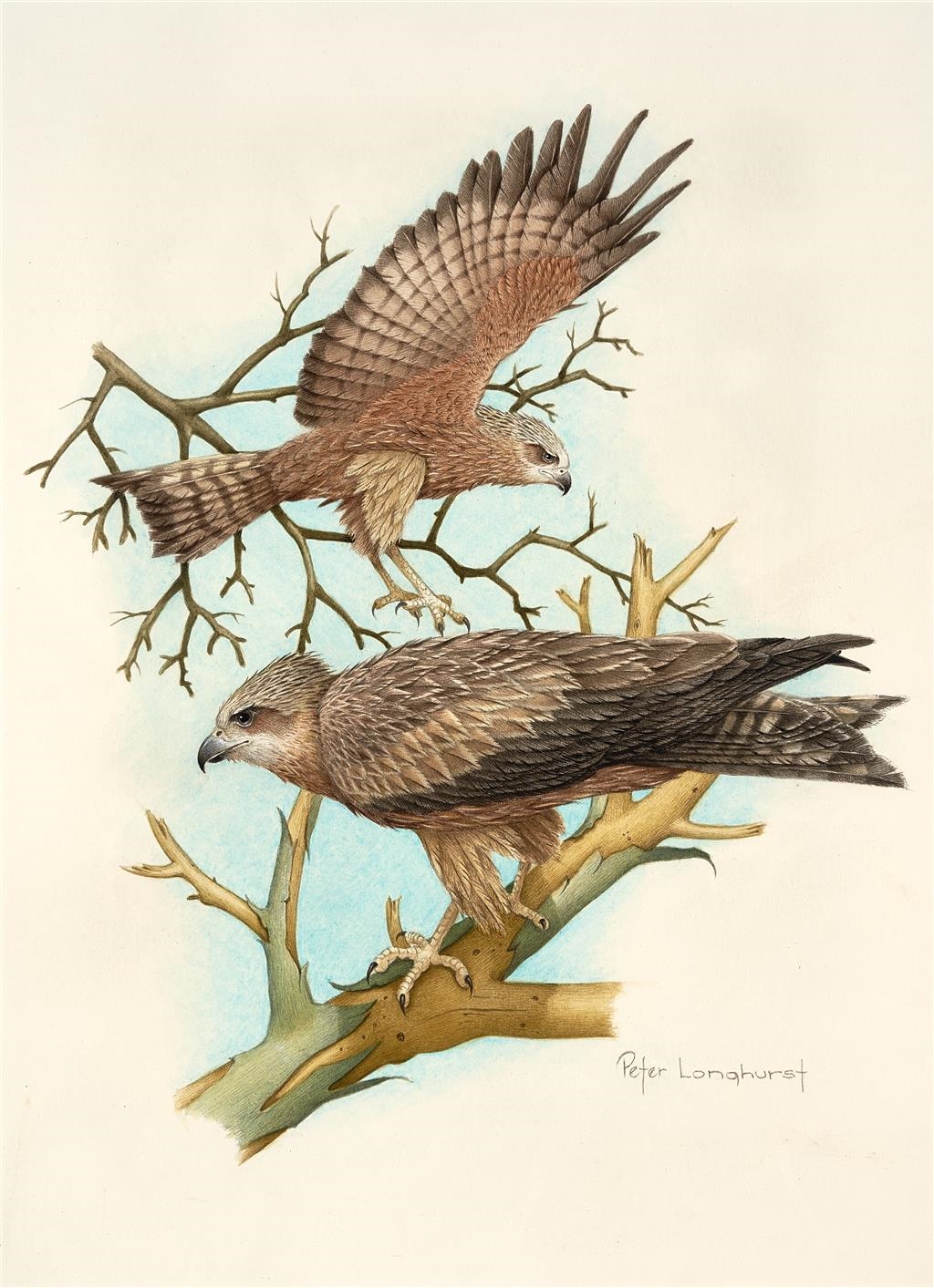 Peter Longhurst | Black Kites | MutualArt