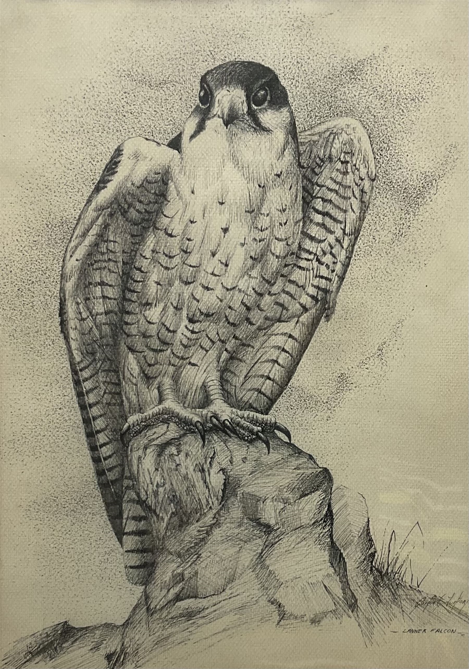 Gordon C. Turton | A Lanner Falcon | MutualArt