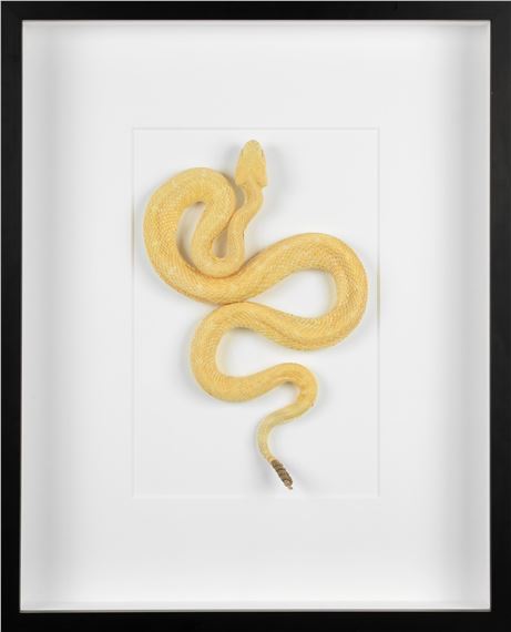 Christopher Marley | Pheromone: Albino Diamondback Rattlesnake | MutualArt