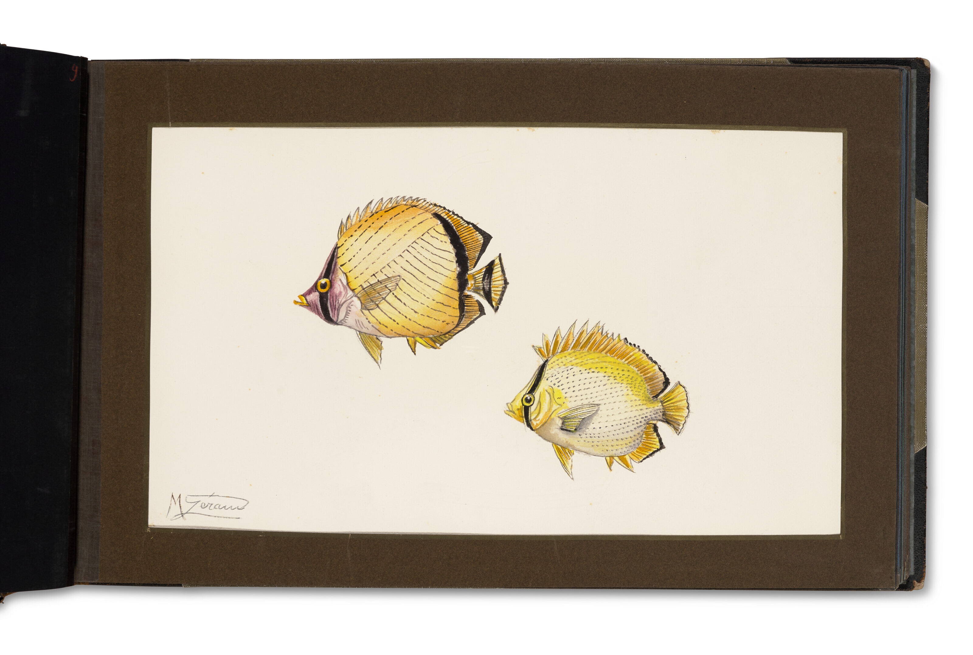 Marguerite Géraud | Two albums of watercolor studies of fish | MutualArt