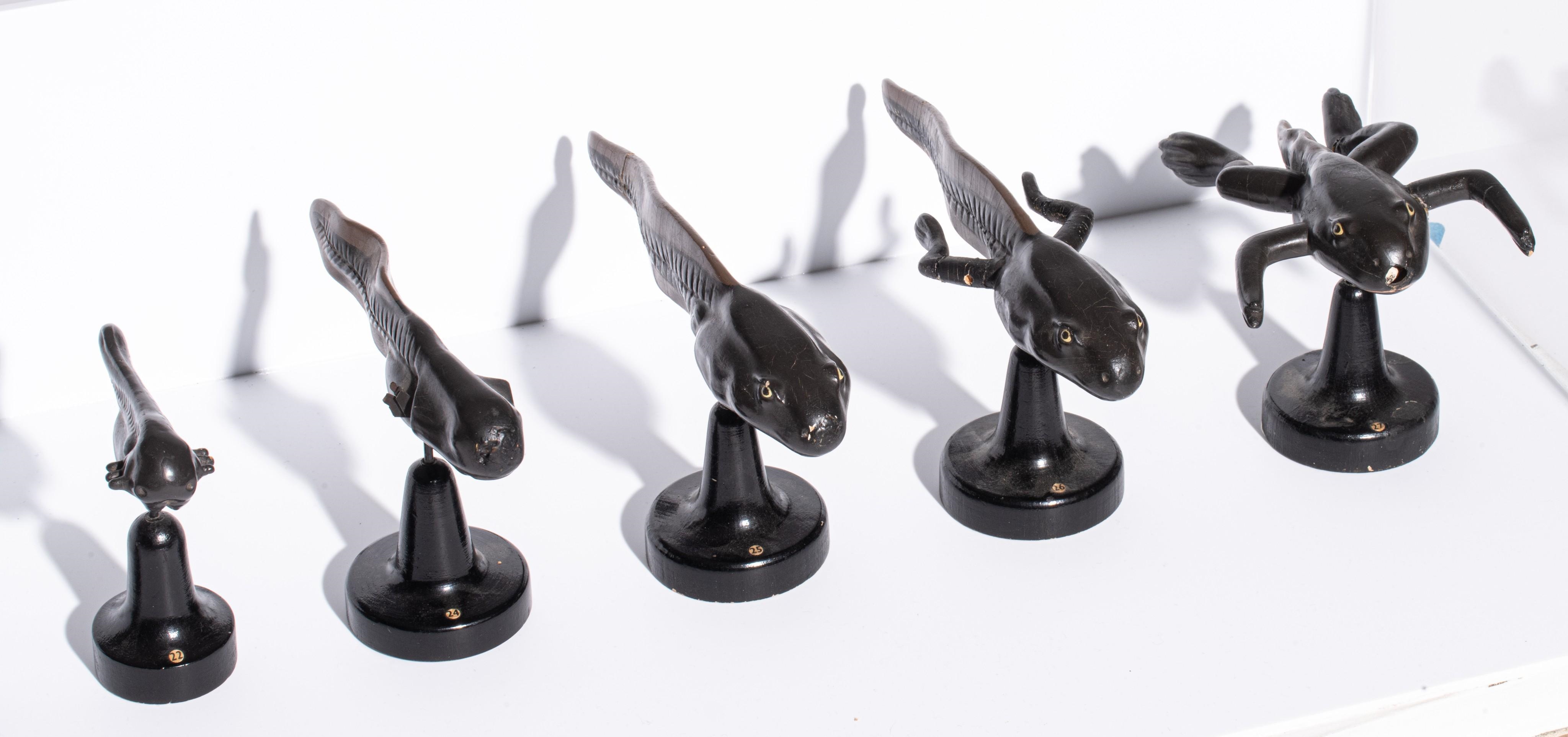 T Gerard | A vintage educational evolutionary model of a frog by T ...