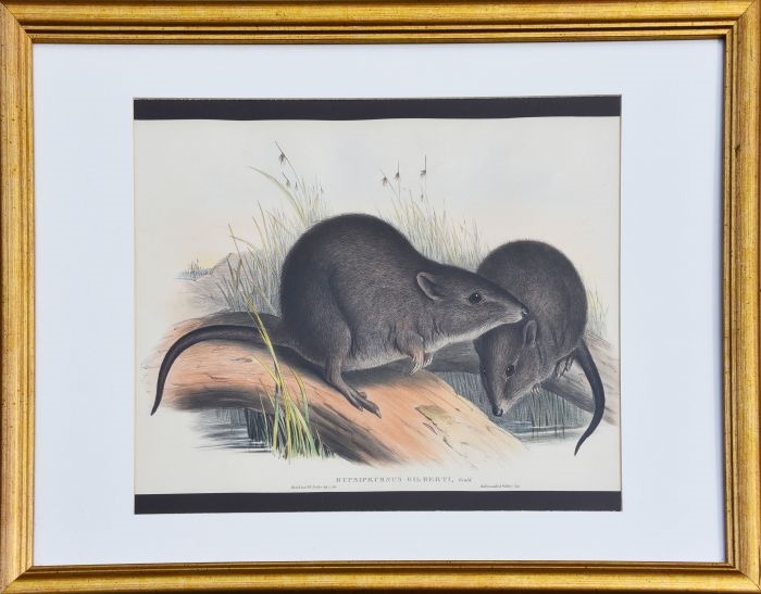 John Gould | Mammals of Australia the Gilbert's Rat Kangaroo | MutualArt