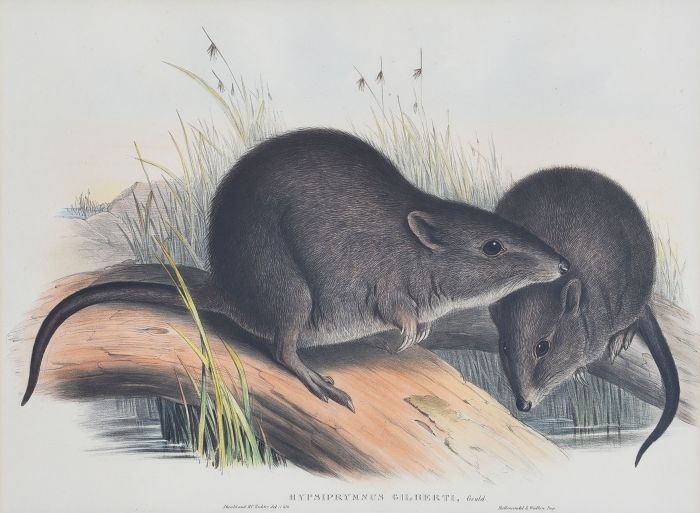 John Gould | Mammals of Australia the Gilbert's Rat Kangaroo | MutualArt