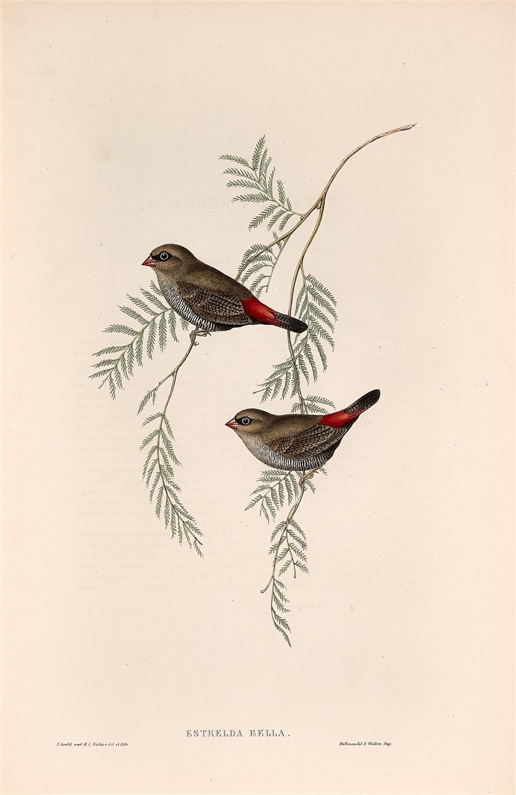 Henry Constantine Richter | Fire Tailed Finch | MutualArt